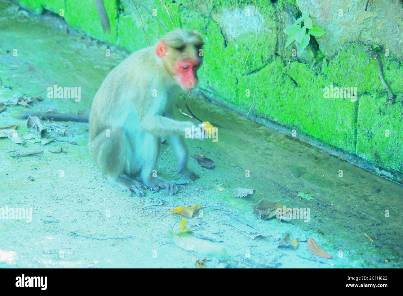 Portrait of eating female proboscis monkey hi-res stock photography and ...
