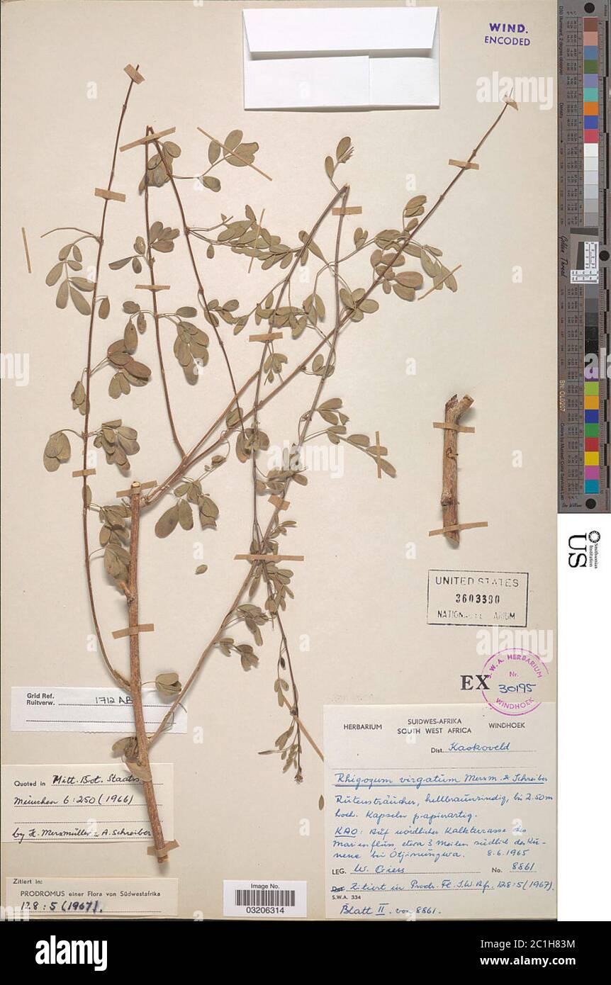 Rhigozum virgatum Merxm A Schreib Rhigozum virgatum Merxm A Schreib ...