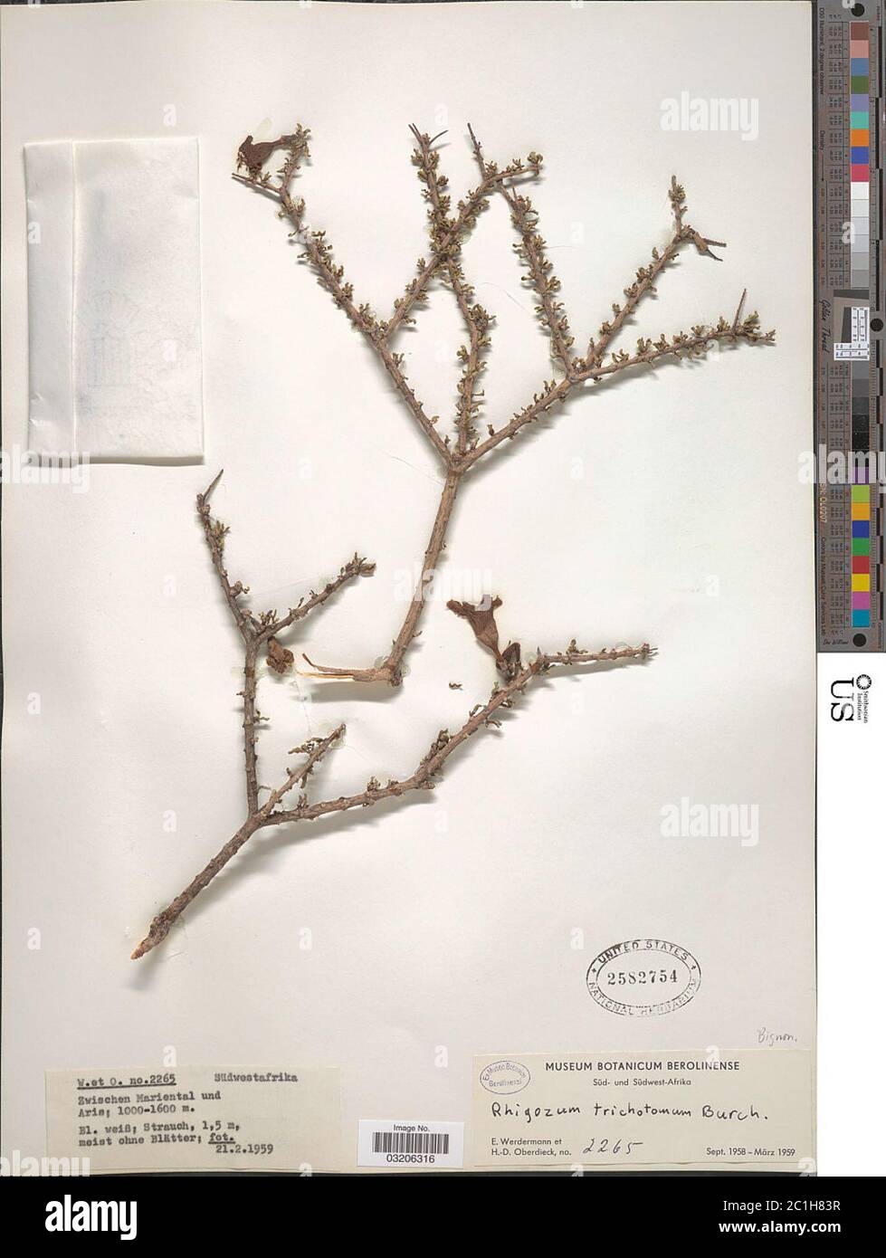 Rhigozum hi-res stock photography and images - Alamy