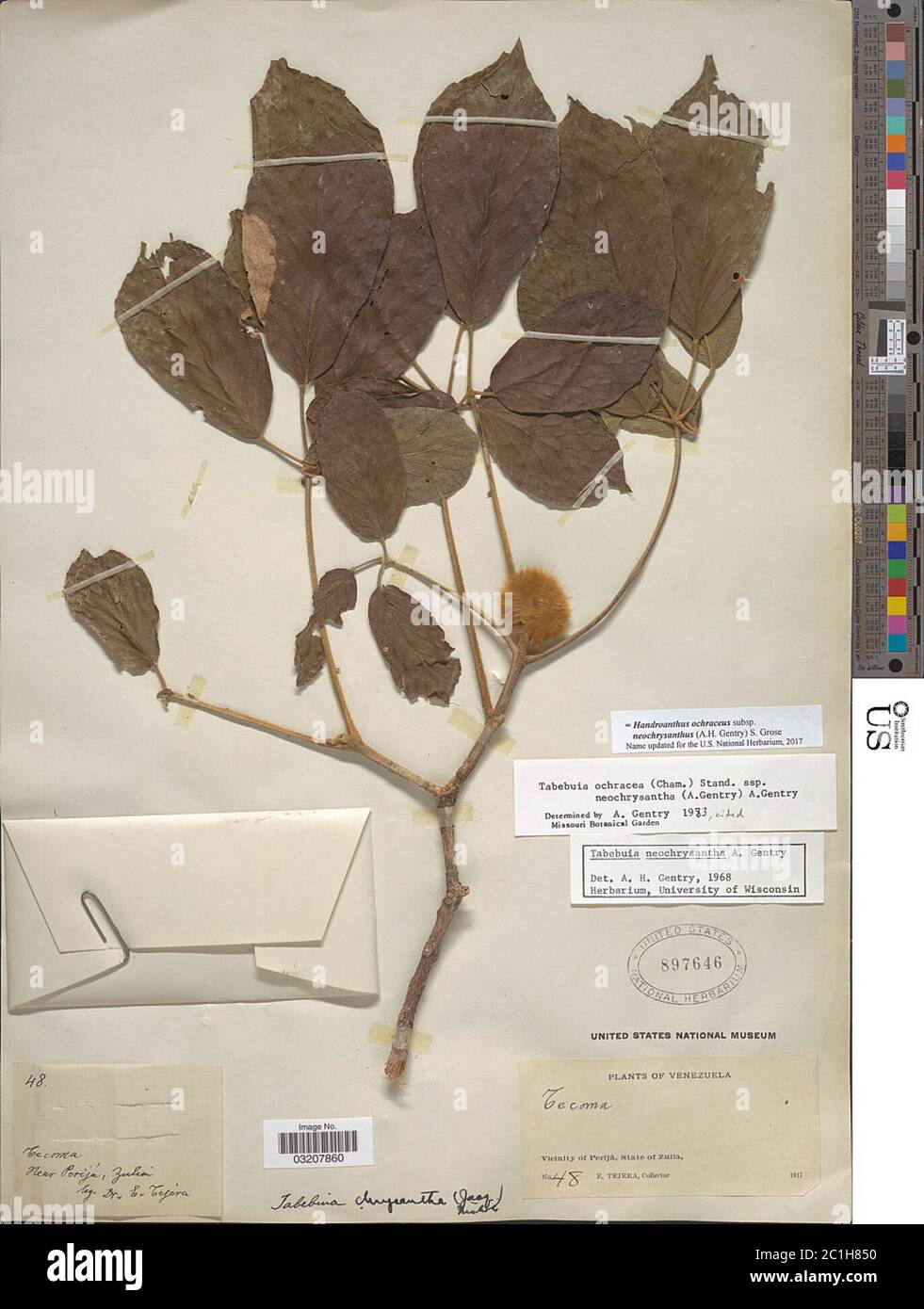 Handroanthus ochraceus subsp neochrysanthus AH Gentry SO Grose ...