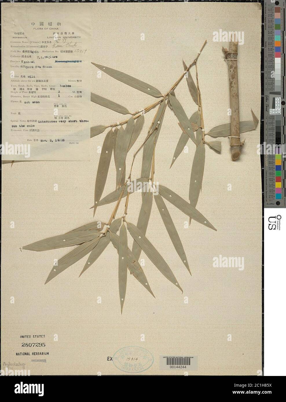 Phyllostachys sp Phyllostachys sp Stock Photo - Alamy