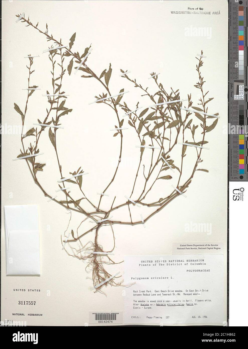 Polygonum aviculare L Polygonum aviculare L Stock Photo - Alamy