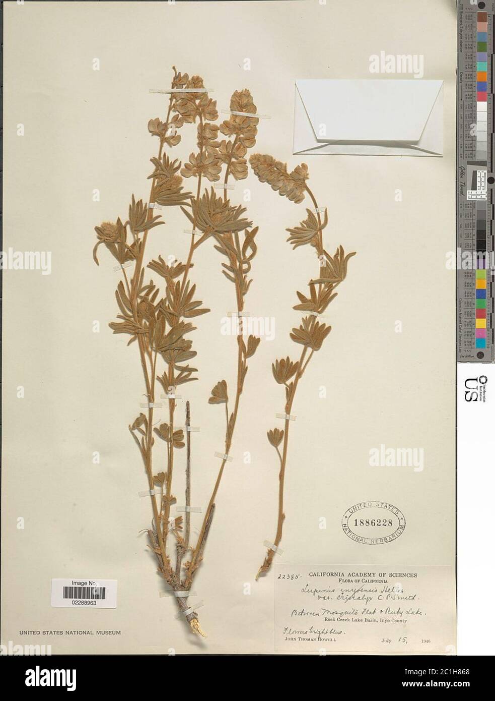 Lupinus sp Lupinus sp Stock Photo - Alamy