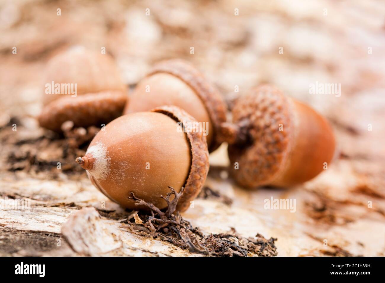 Acorn texture hi-res stock photography and images - Alamy
