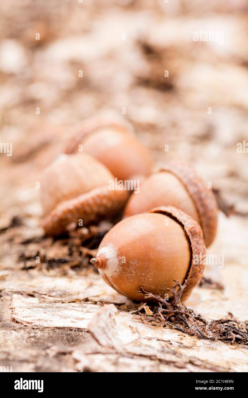 Acorn texture hi-res stock photography and images - Alamy