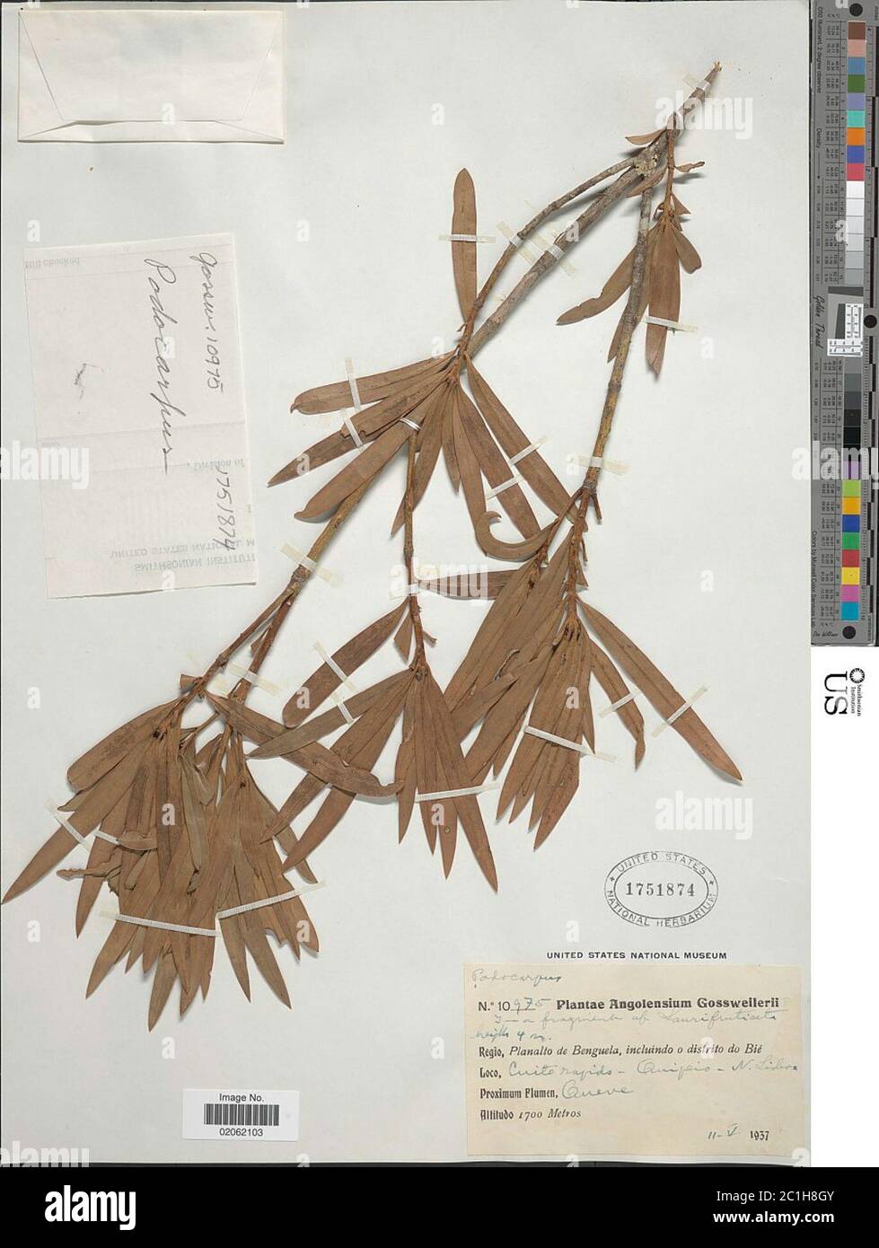 Podocarpus sp hi-res stock photography and images - Alamy