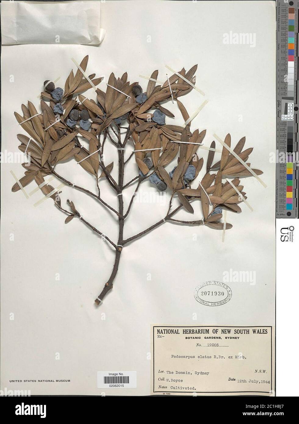 Podocarpus elatus Podocarpus elatus Stock Photo - Alamy
