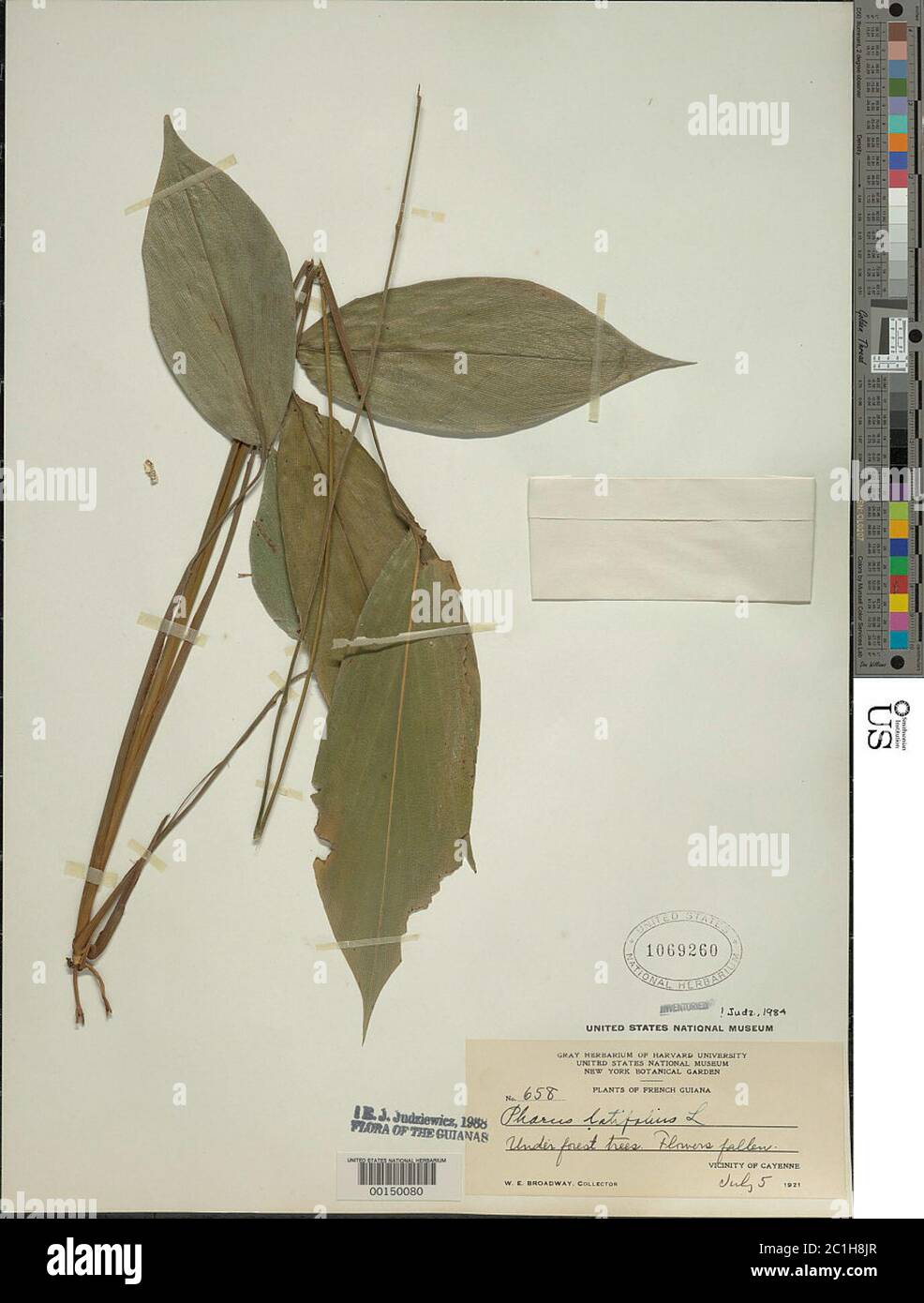 Pharus hi-res stock photography and images - Alamy