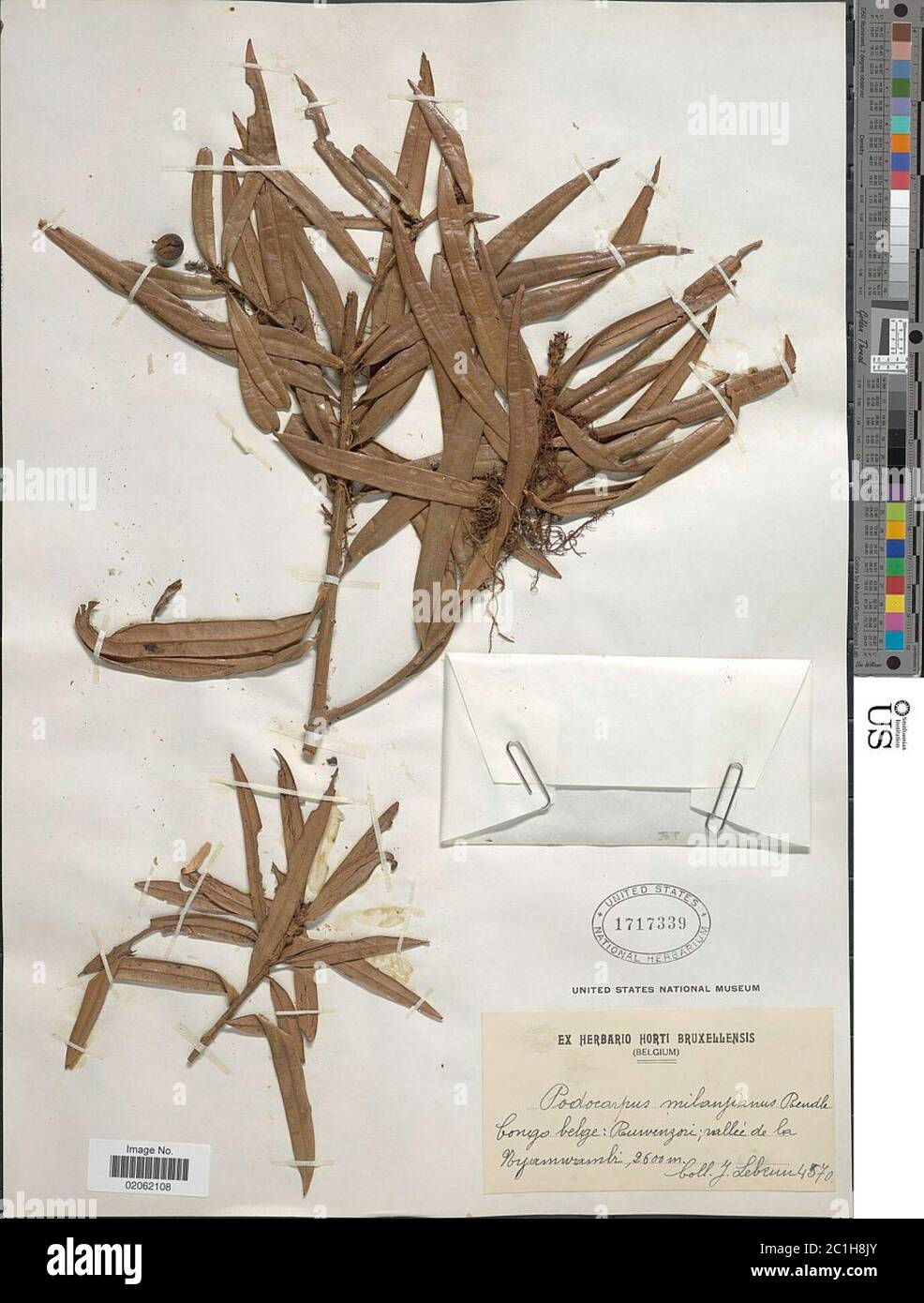 Podocarpus milanjianus Podocarpus milanjianus Stock Photo - Alamy