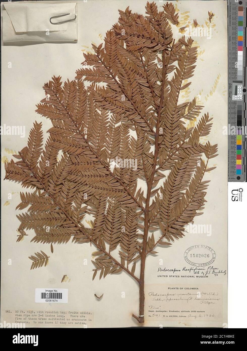 Podocarpus rospigliosii Podocarpus rospigliosii Stock Photo - Alamy