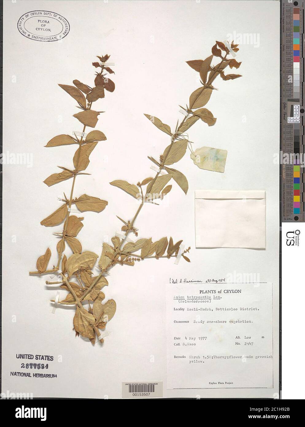 Azima tetracantha hi-res stock photography and images - Alamy