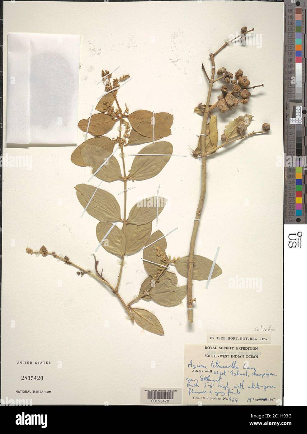 Azima tetracantha Lam Azima tetracantha Lam Stock Photo - Alamy