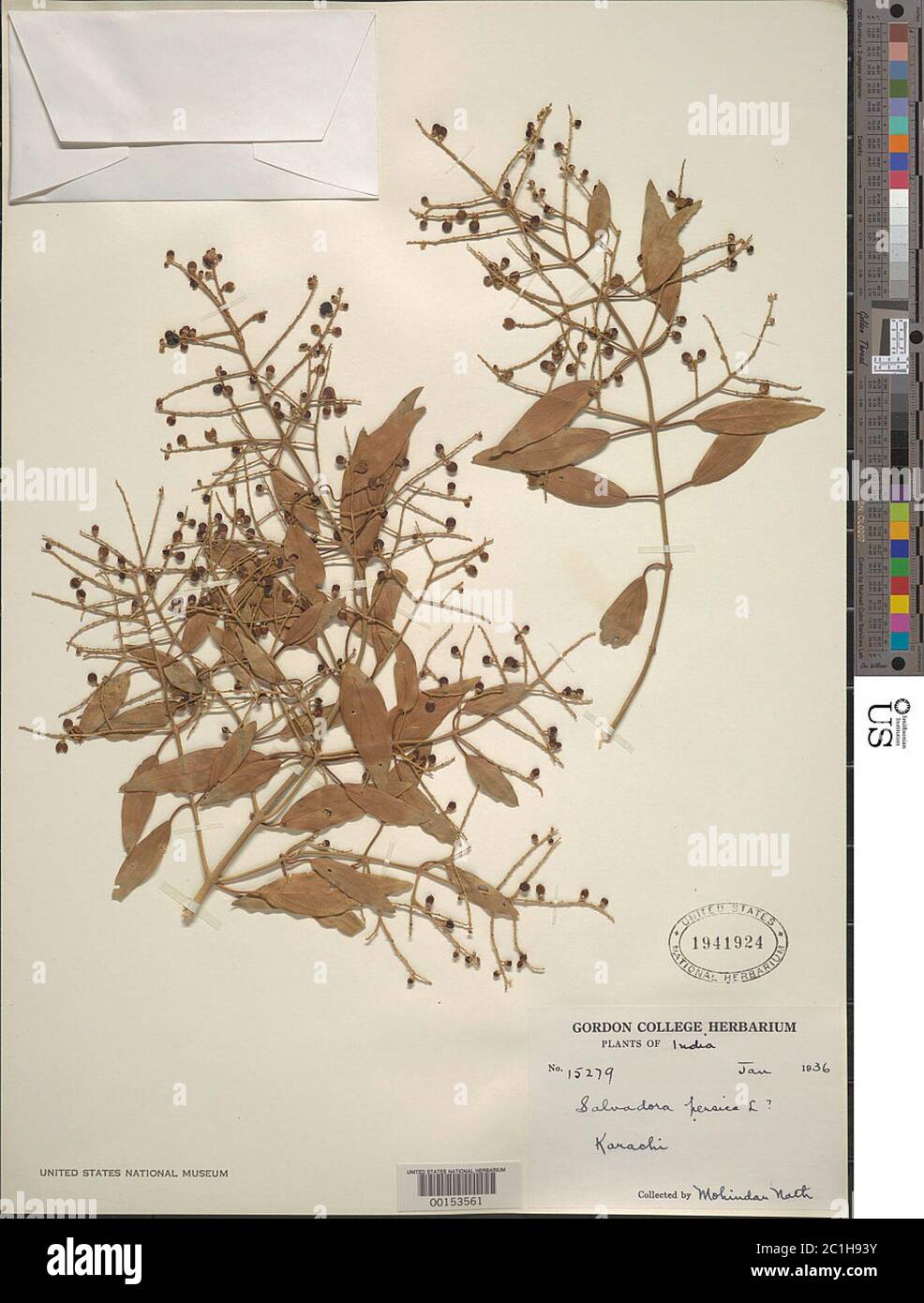 Salvadora persica tree toothbrush tree hi-res stock photography and ...