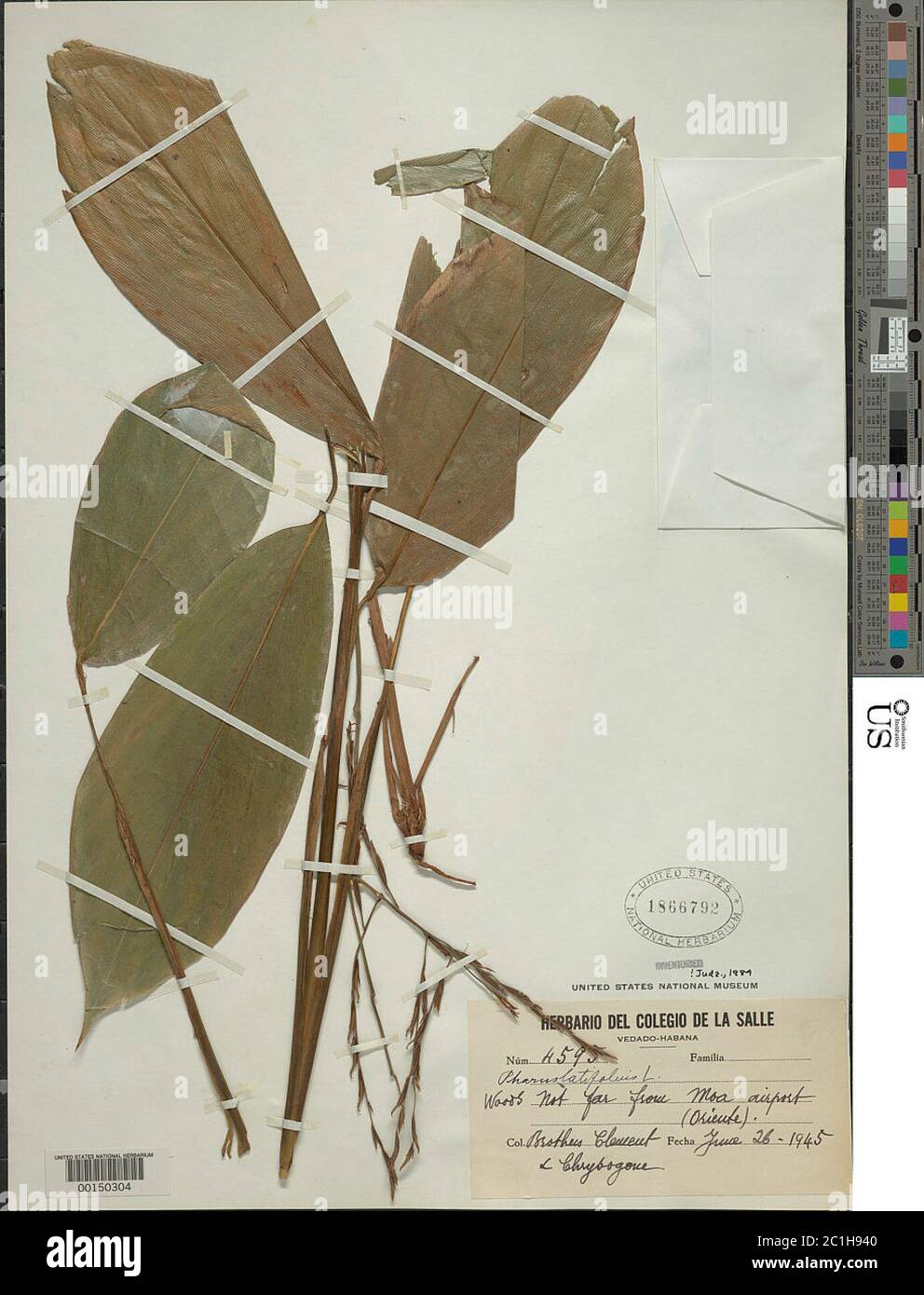 Pharus latifolius L Pharus latifolius L Stock Photo - Alamy
