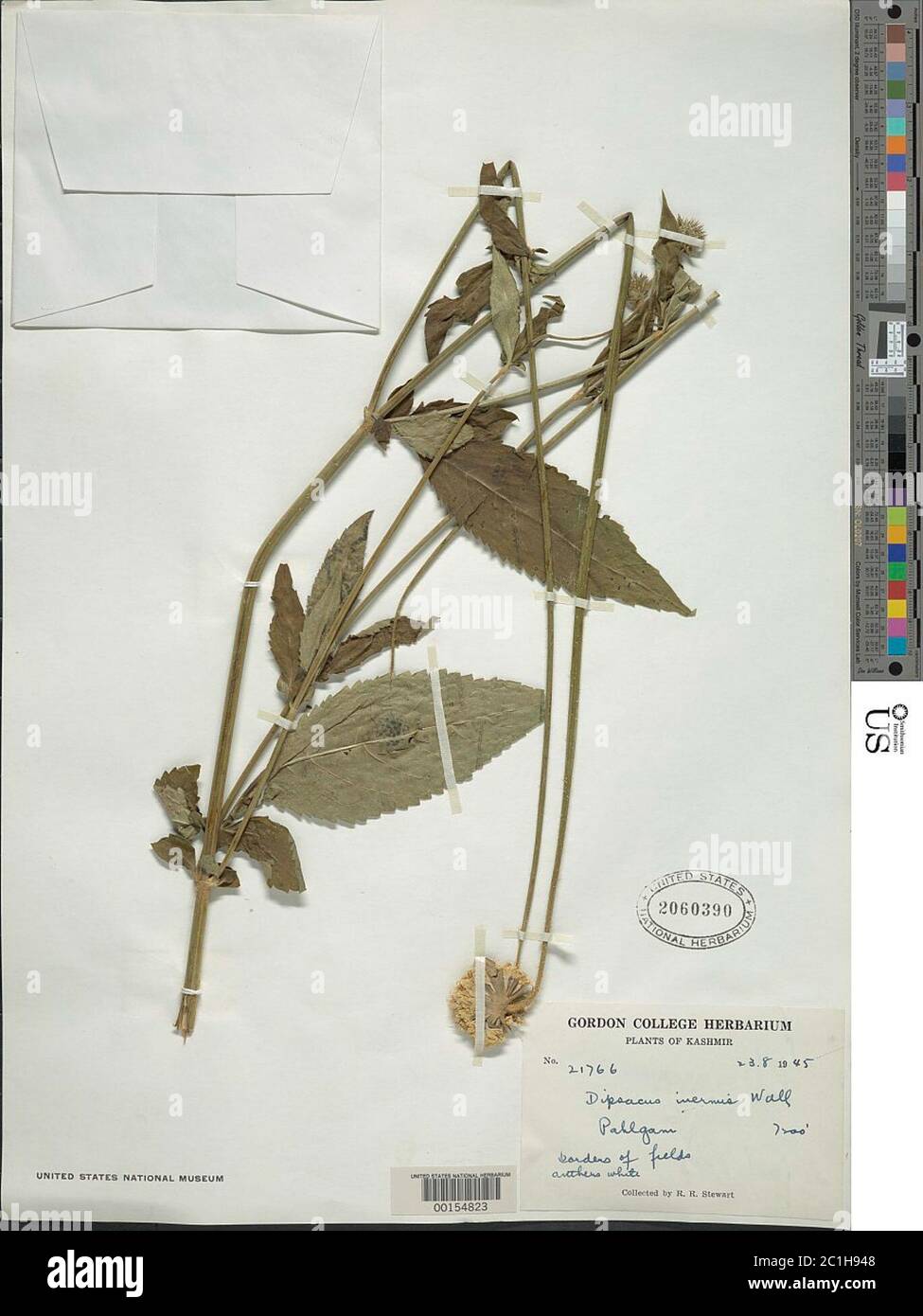 Dipsacus inermis Wall Dipsacus inermis Wall Stock Photo - Alamy