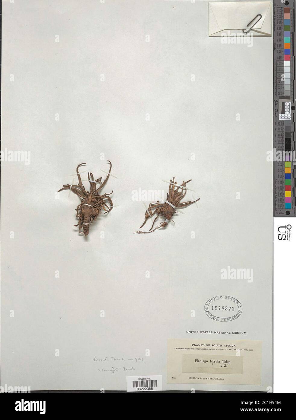 Plantago crassifolia Forssk Plantago crassifolia Forssk Stock Photo - Alamy