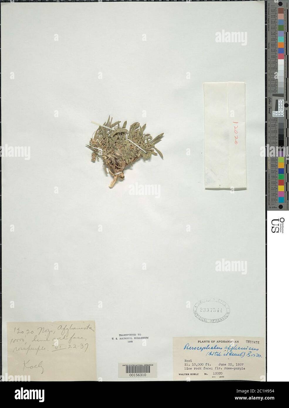 Pterocephalus afghanicus Aitch Hemsl Boiss Pterocephalus afghanicus ...