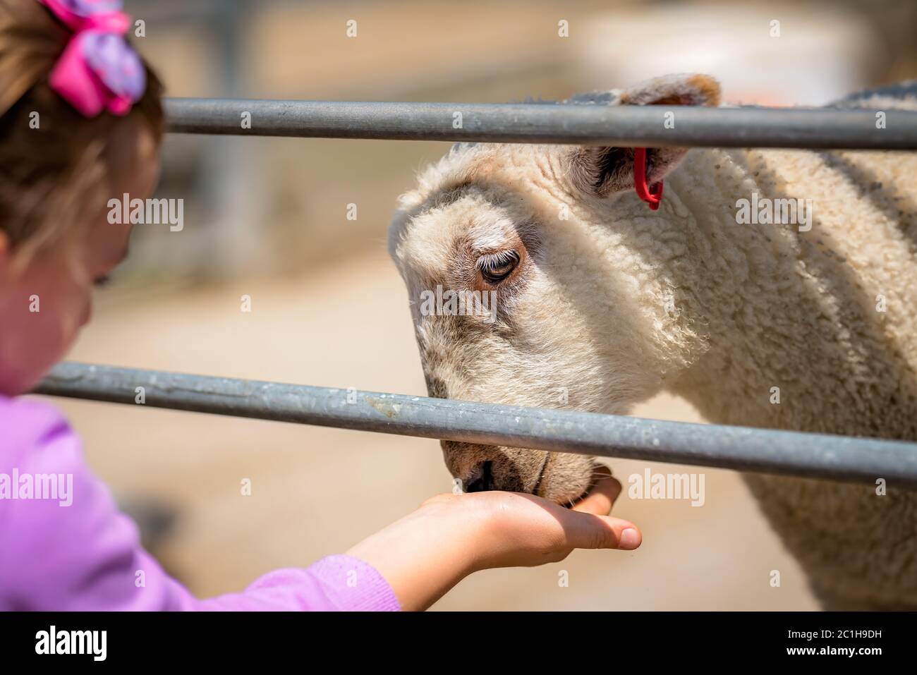 Girl feeding sheep hi-res stock photography and images - Alamy