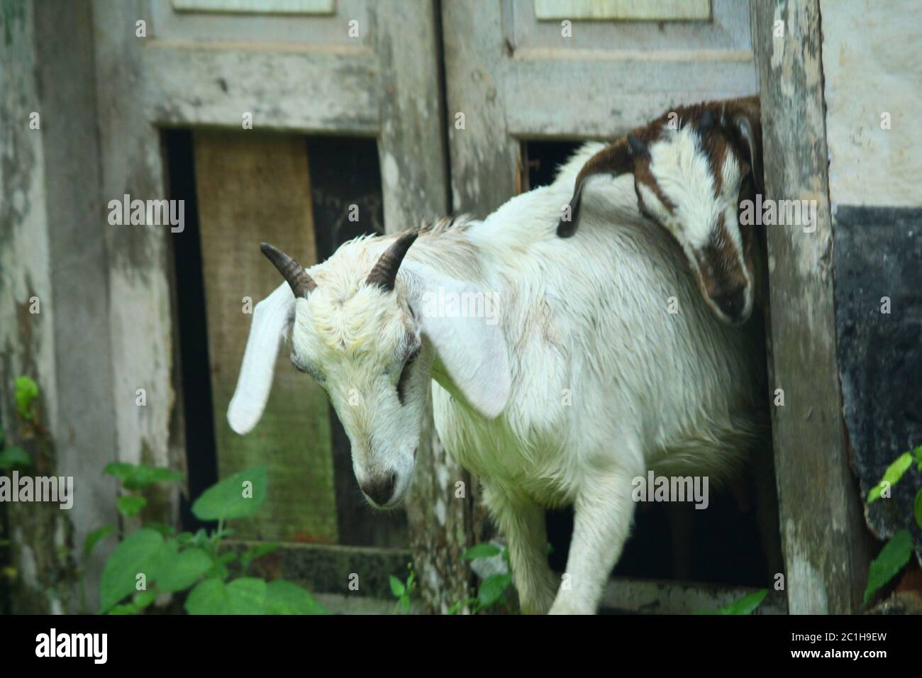 Goat breeding farm. Portrait of white and black goat.White domestick ...