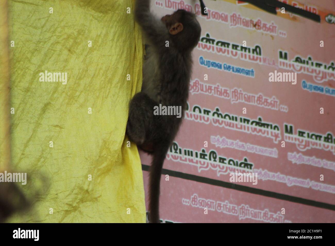 A Lion-tailed macaque moving around on the trees. The lion-tailed ...
