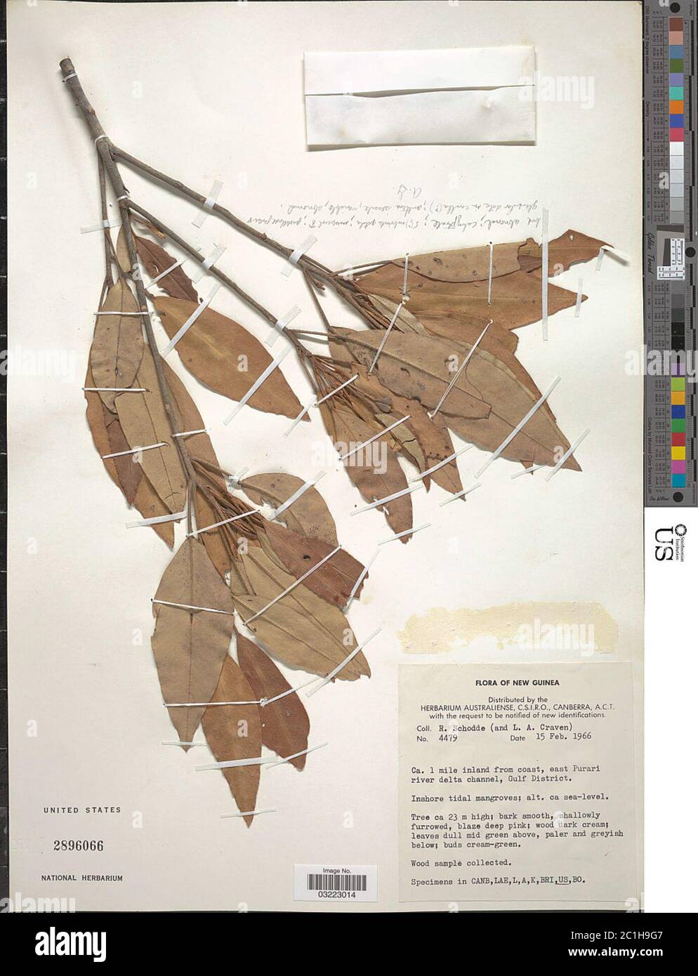 Camptostemon schultzii Mast Camptostemon schultzii Mast Stock Photo - Alamy