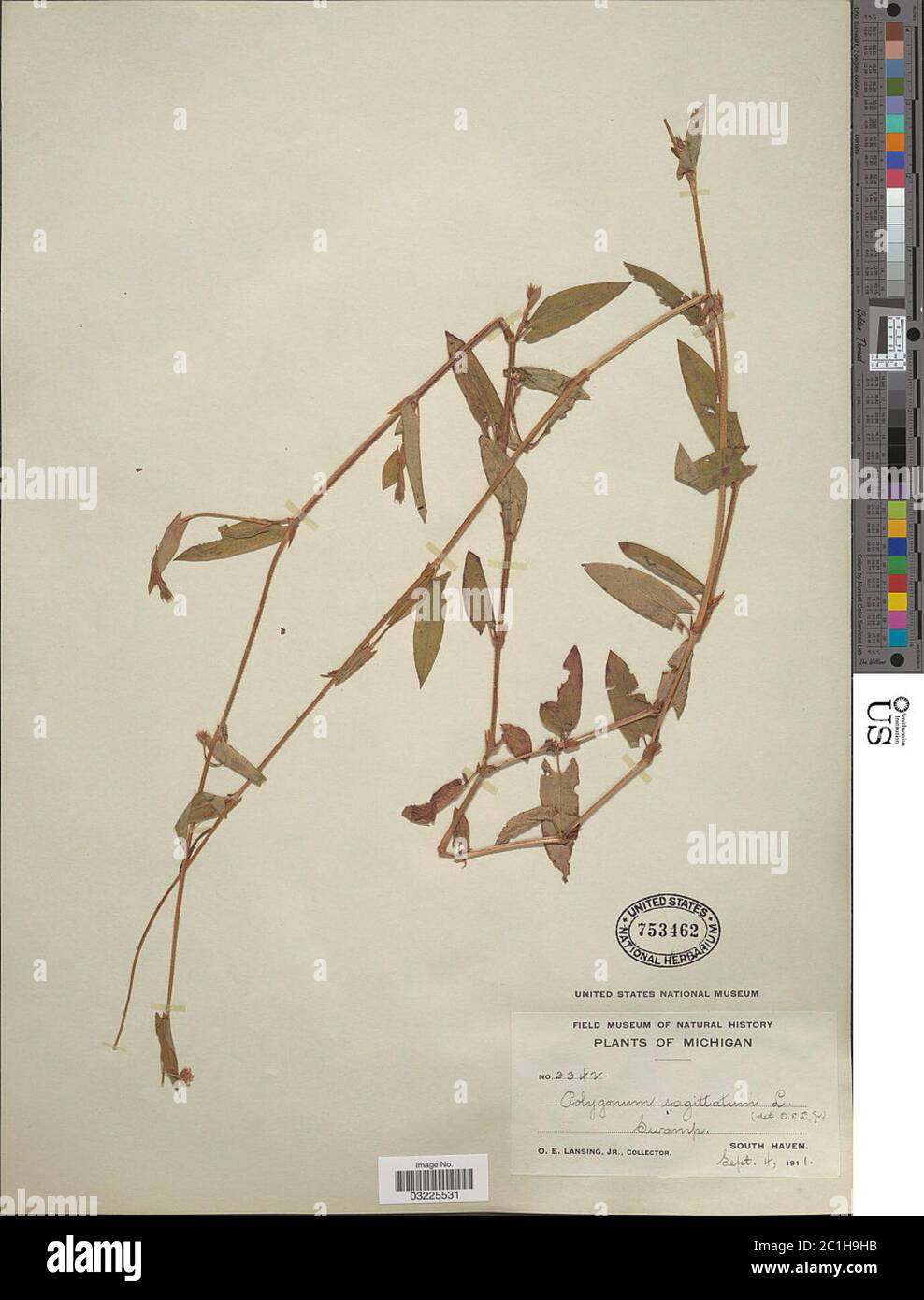 Polygonum sagittatum hi-res stock photography and images - Alamy