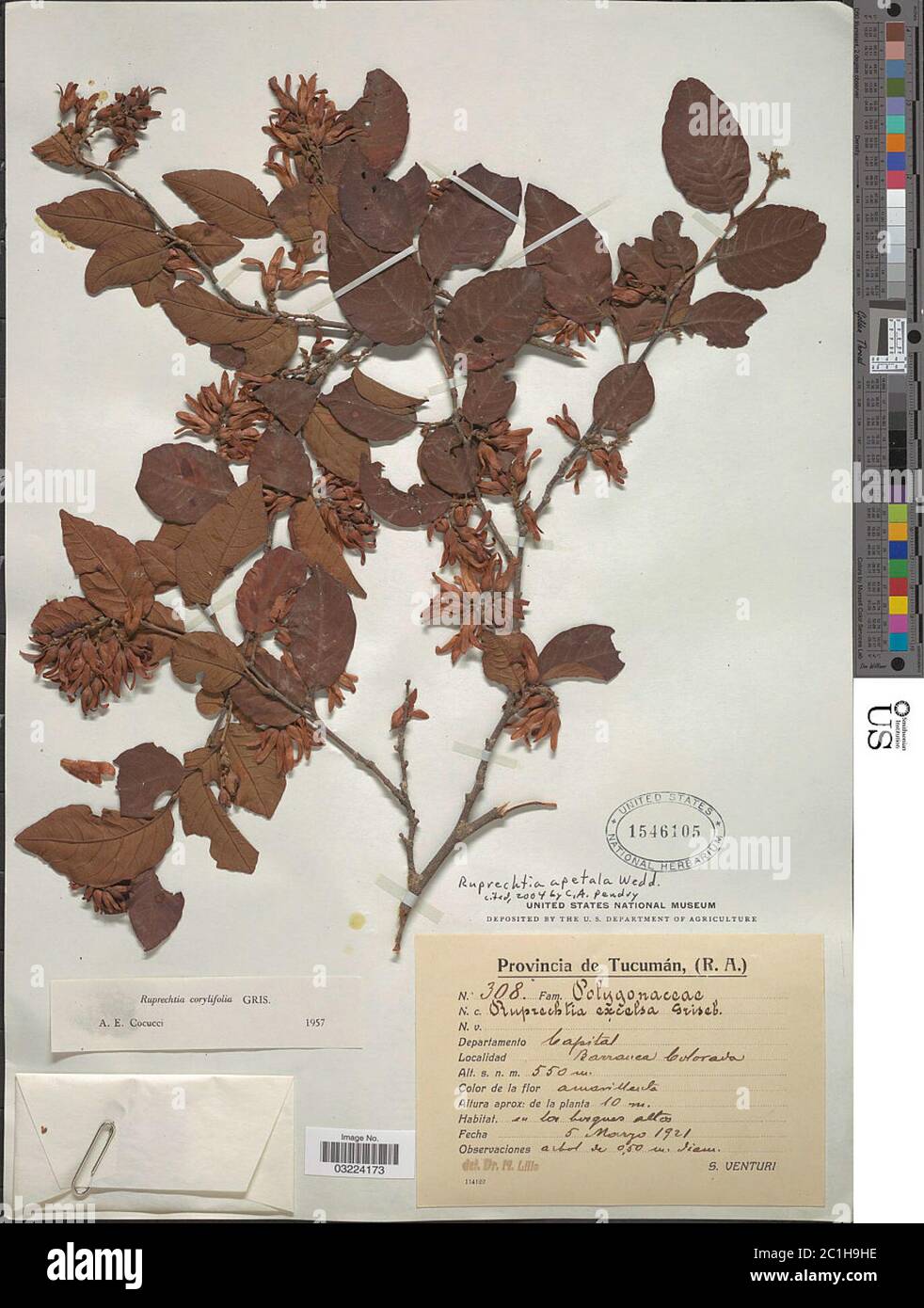 Apetala hi-res stock photography and images - Alamy