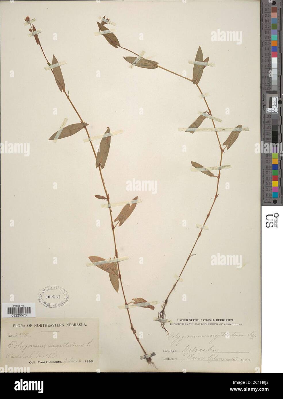 Polygonum sagittatum L Polygonum sagittatum L Stock Photo - Alamy