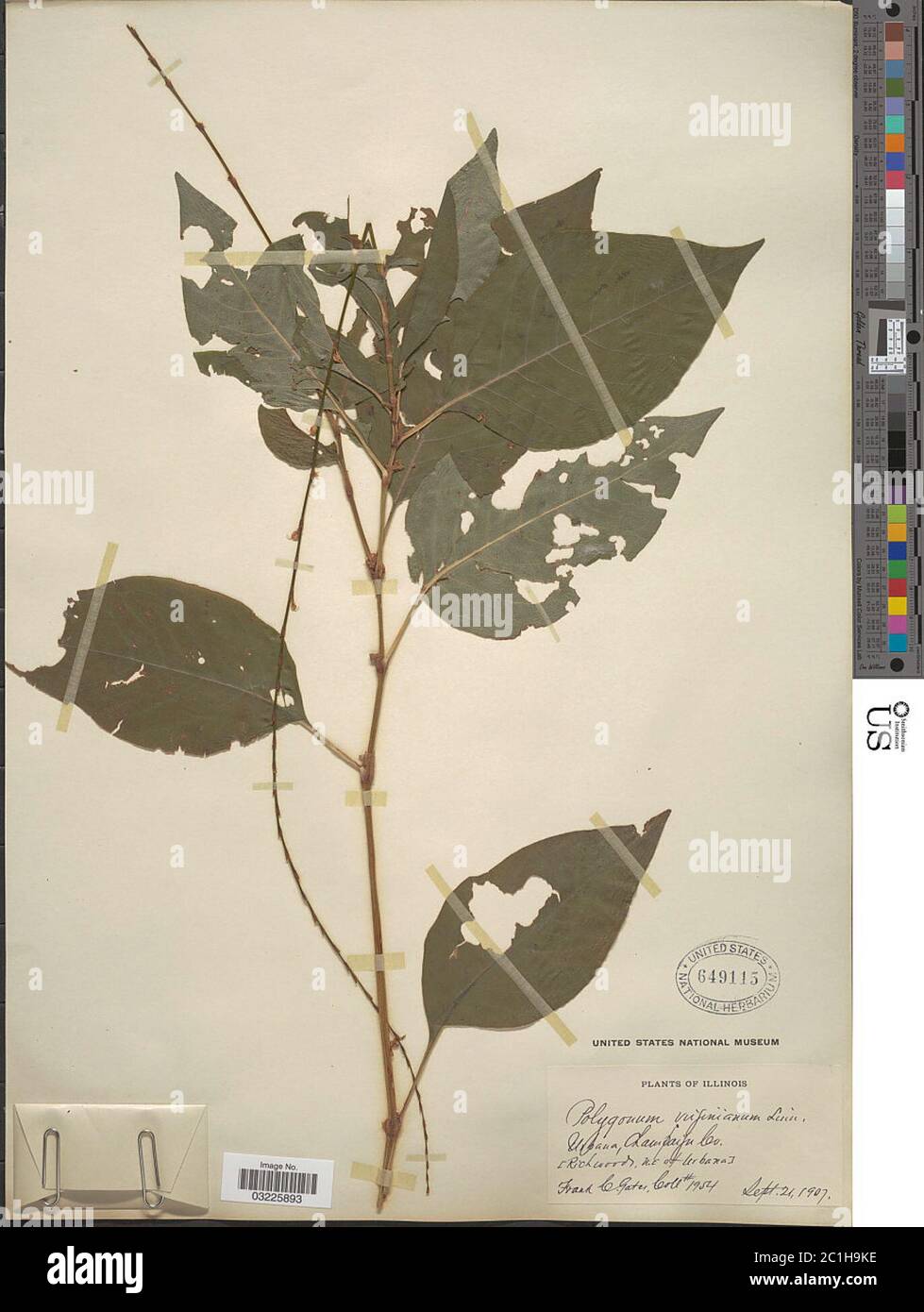 Polygonum virginianum hi-res stock photography and images - Alamy