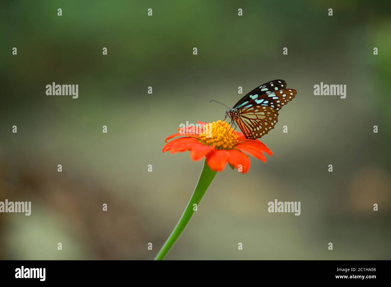 Close-up Of Butterfly Pollinating on a flower in garden, blurred green ...
