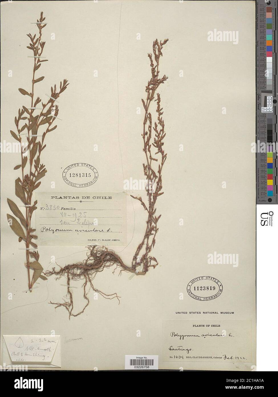 Polygonum aviculare L Polygonum aviculare L Stock Photo - Alamy