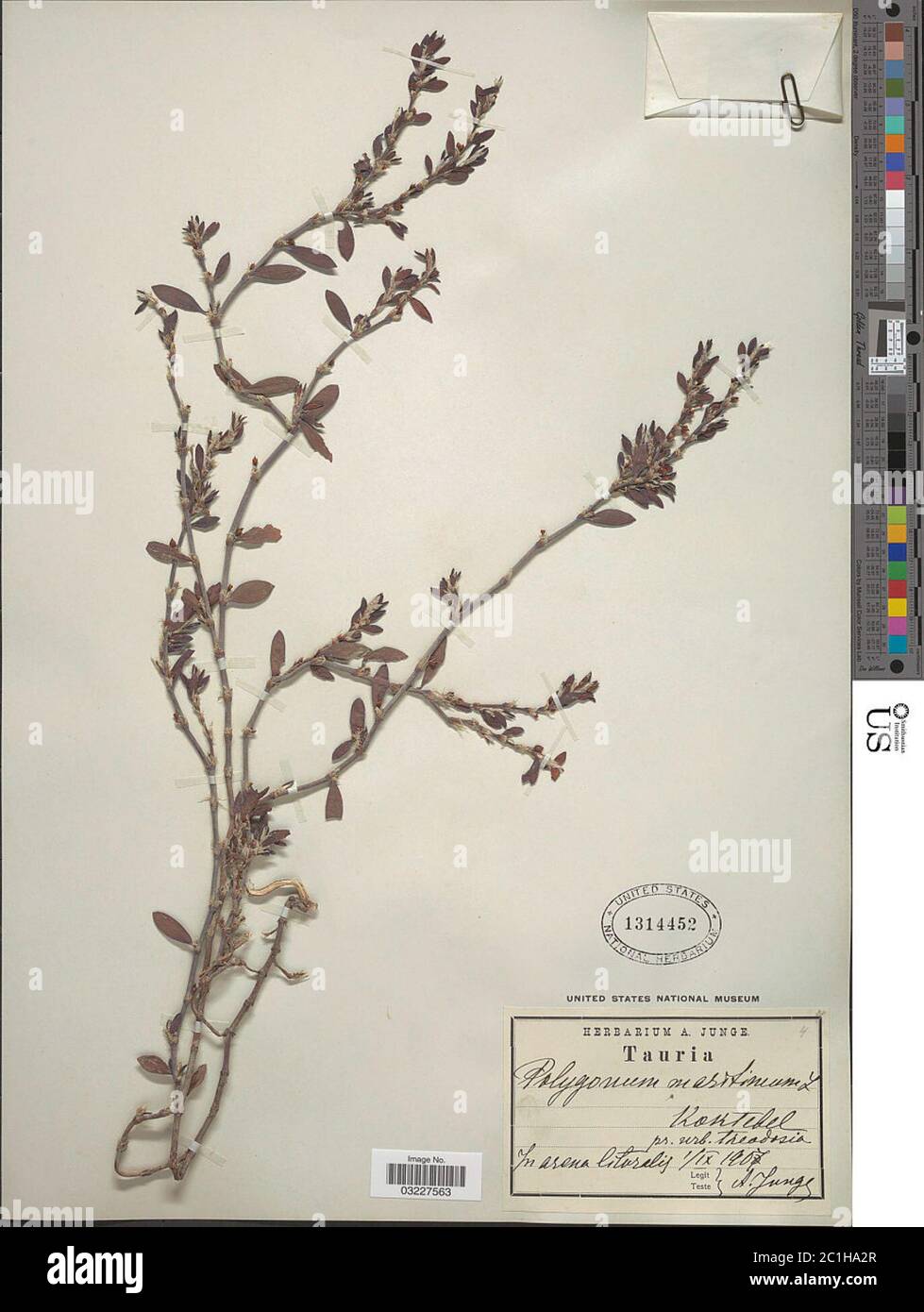 Polygonum maritimum L Polygonum maritimum L Stock Photo - Alamy