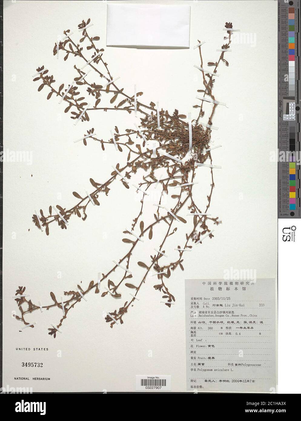 Polygonum aviculare L Polygonum aviculare L Stock Photo - Alamy