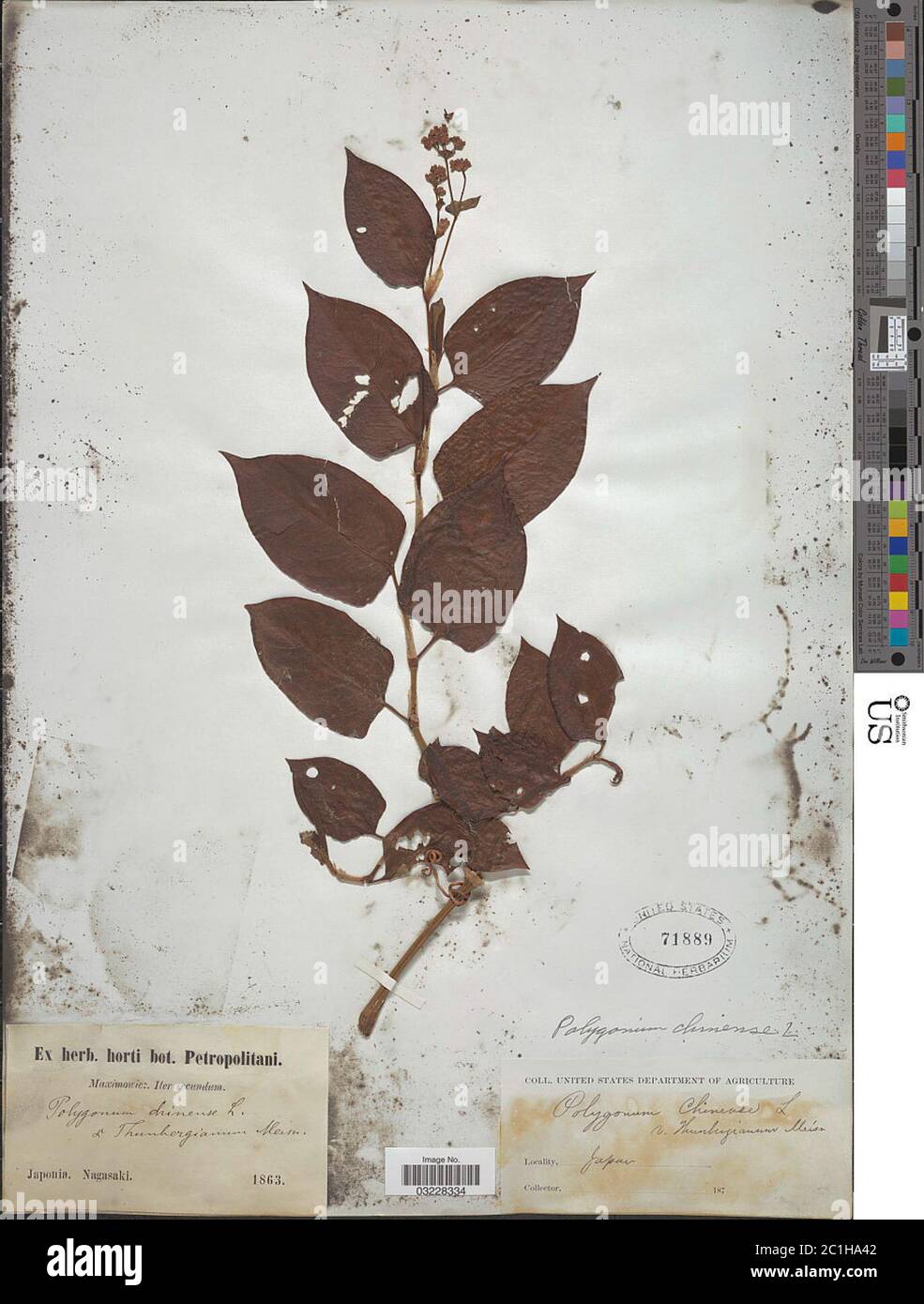 Polygonum chinense L Polygonum chinense L Stock Photo - Alamy