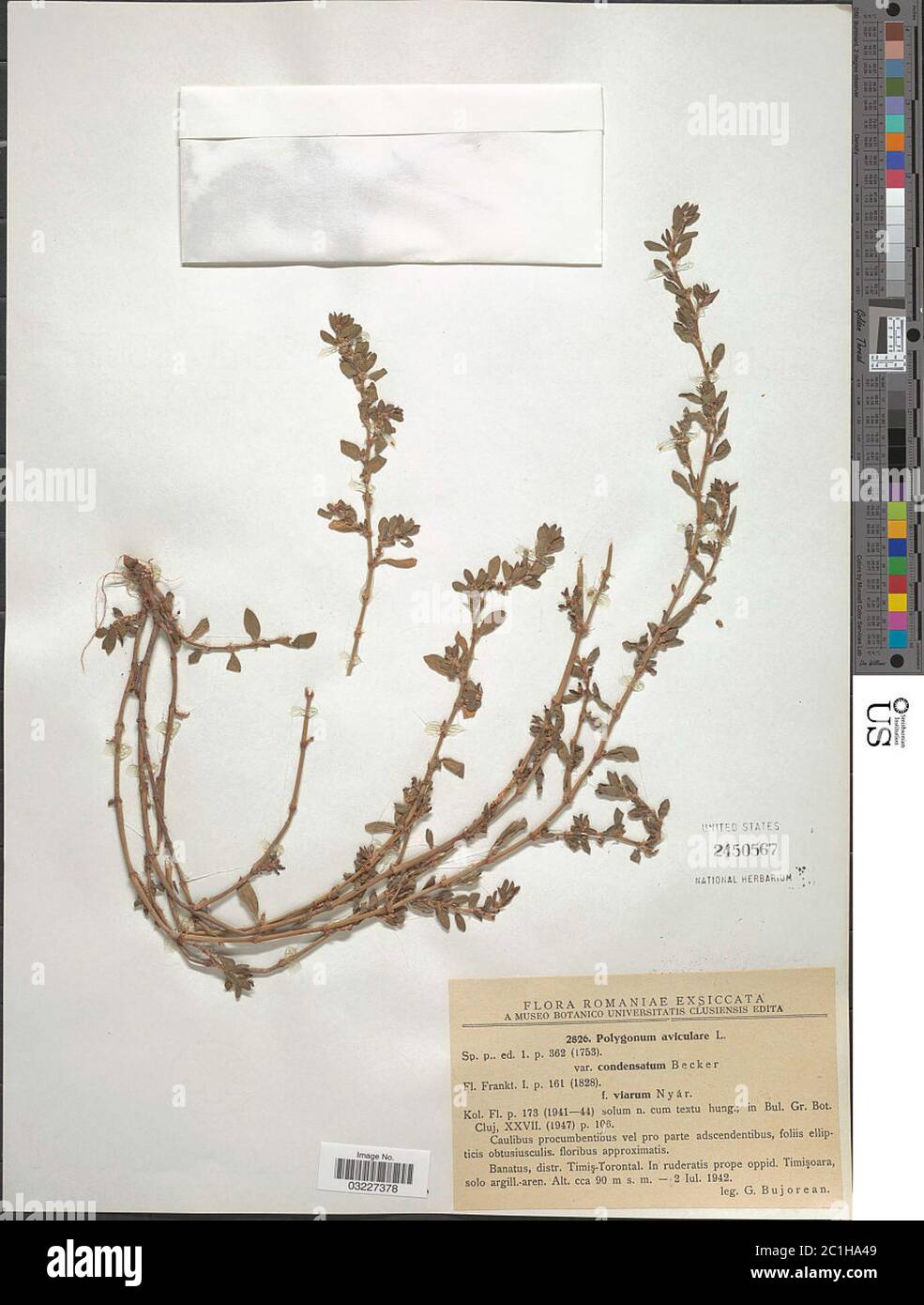 Polygonum aviculare L Polygonum aviculare L Stock Photo - Alamy