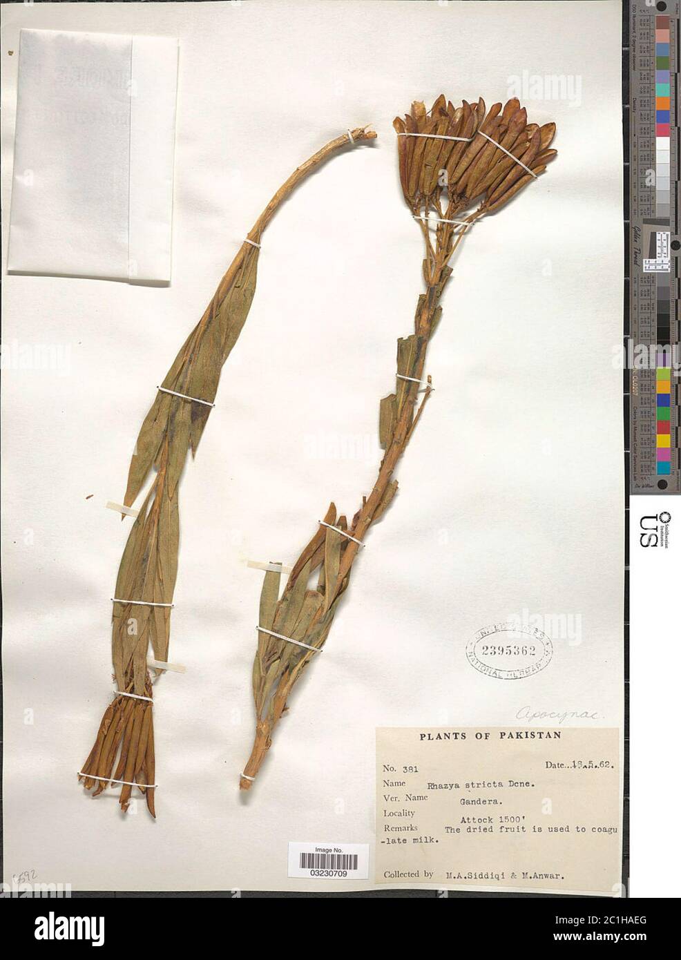 Rhazya stricta Decne Rhazya stricta Decne Stock Photo - Alamy