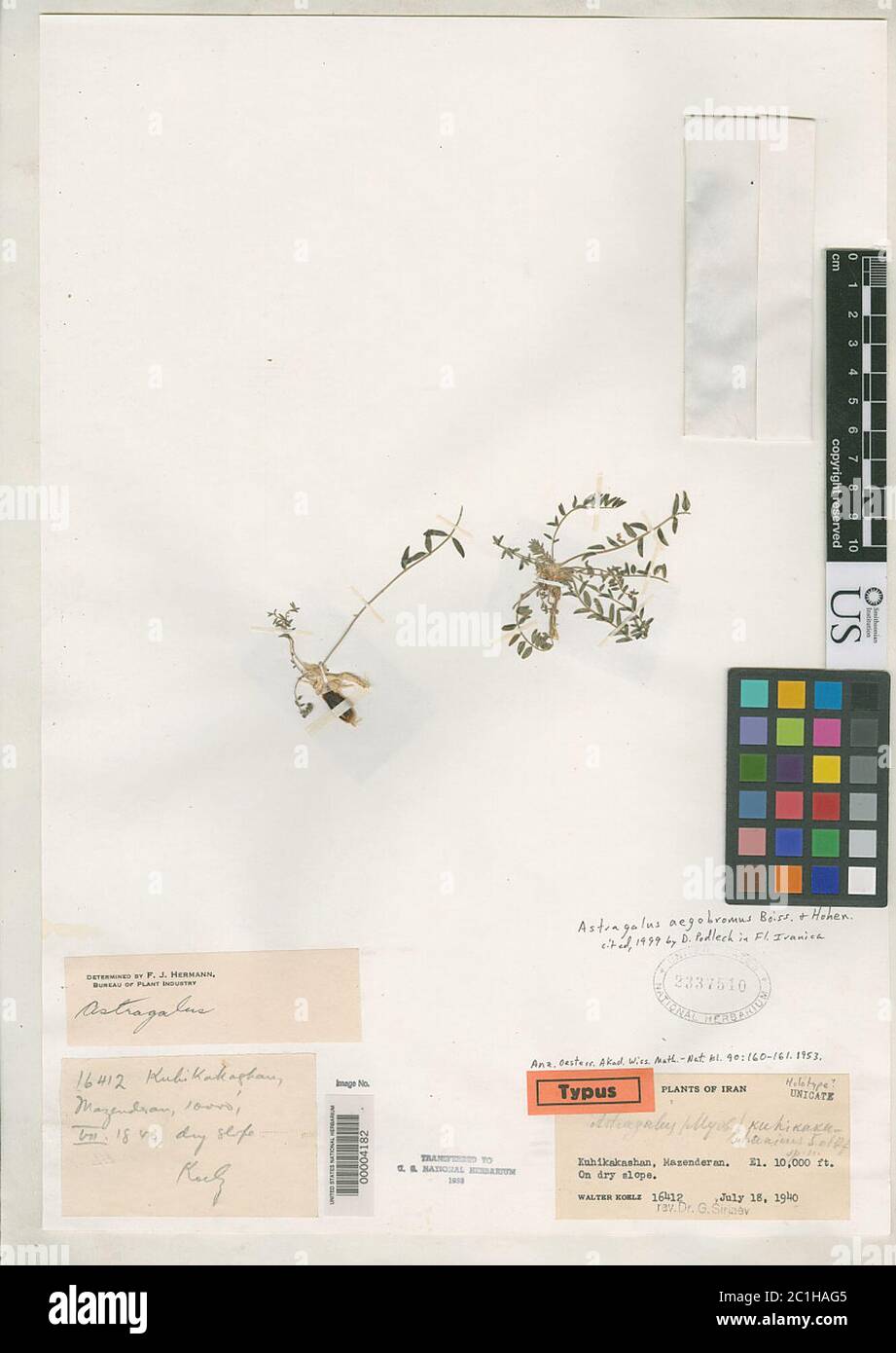 Astragalus kuhikakaschanicus Sirj Rech f Astragalus kuhikakaschanicus ...