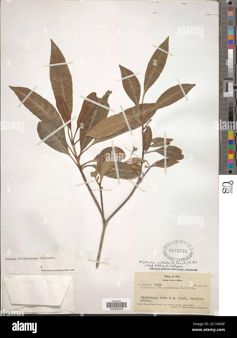 Alstonia sp Alstonia sp Stock Photo - Alamy