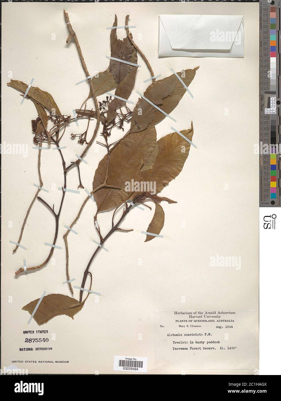 Alstonia constricta Alstonia constricta Stock Photo - Alamy