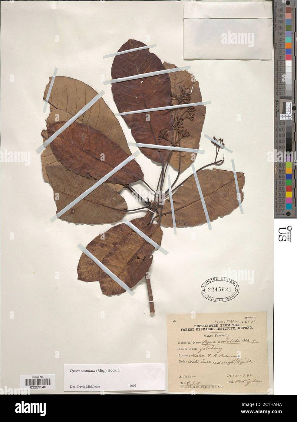 Dyera costulata hi-res stock photography and images - Alamy