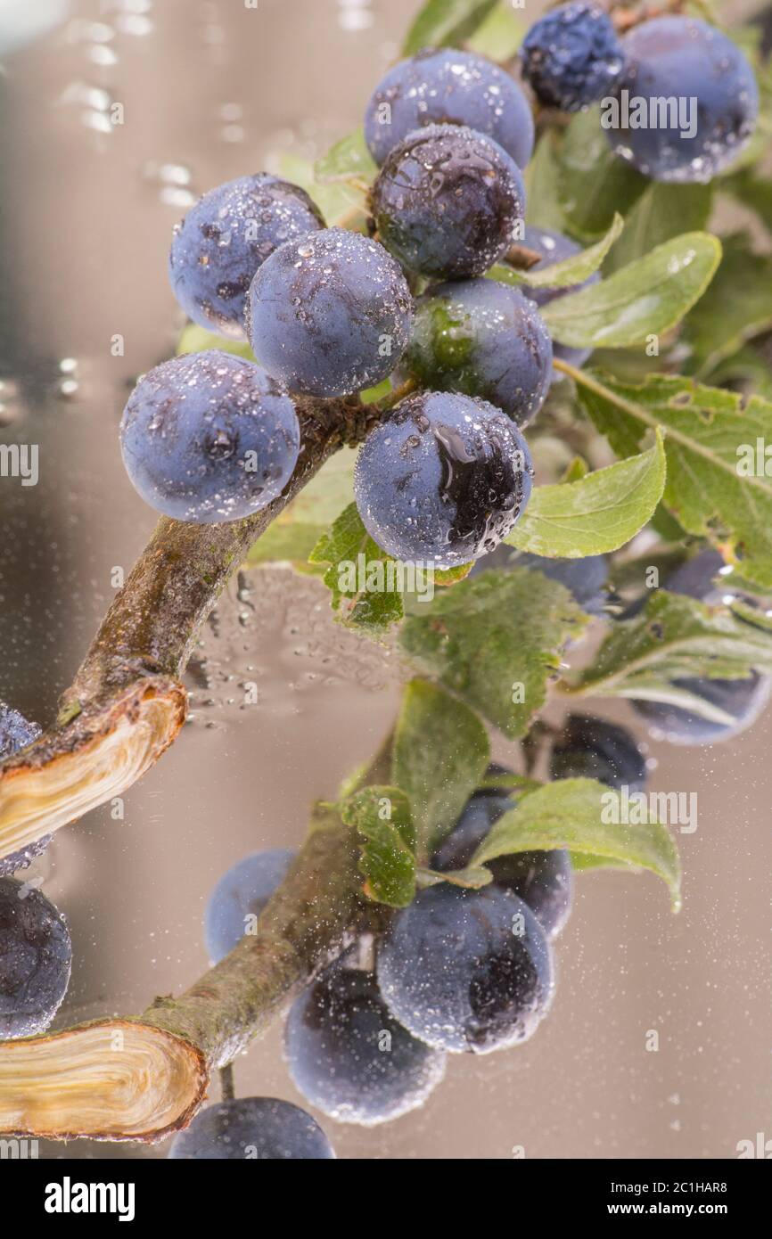 sloes in closeup Stock Photo - Alamy