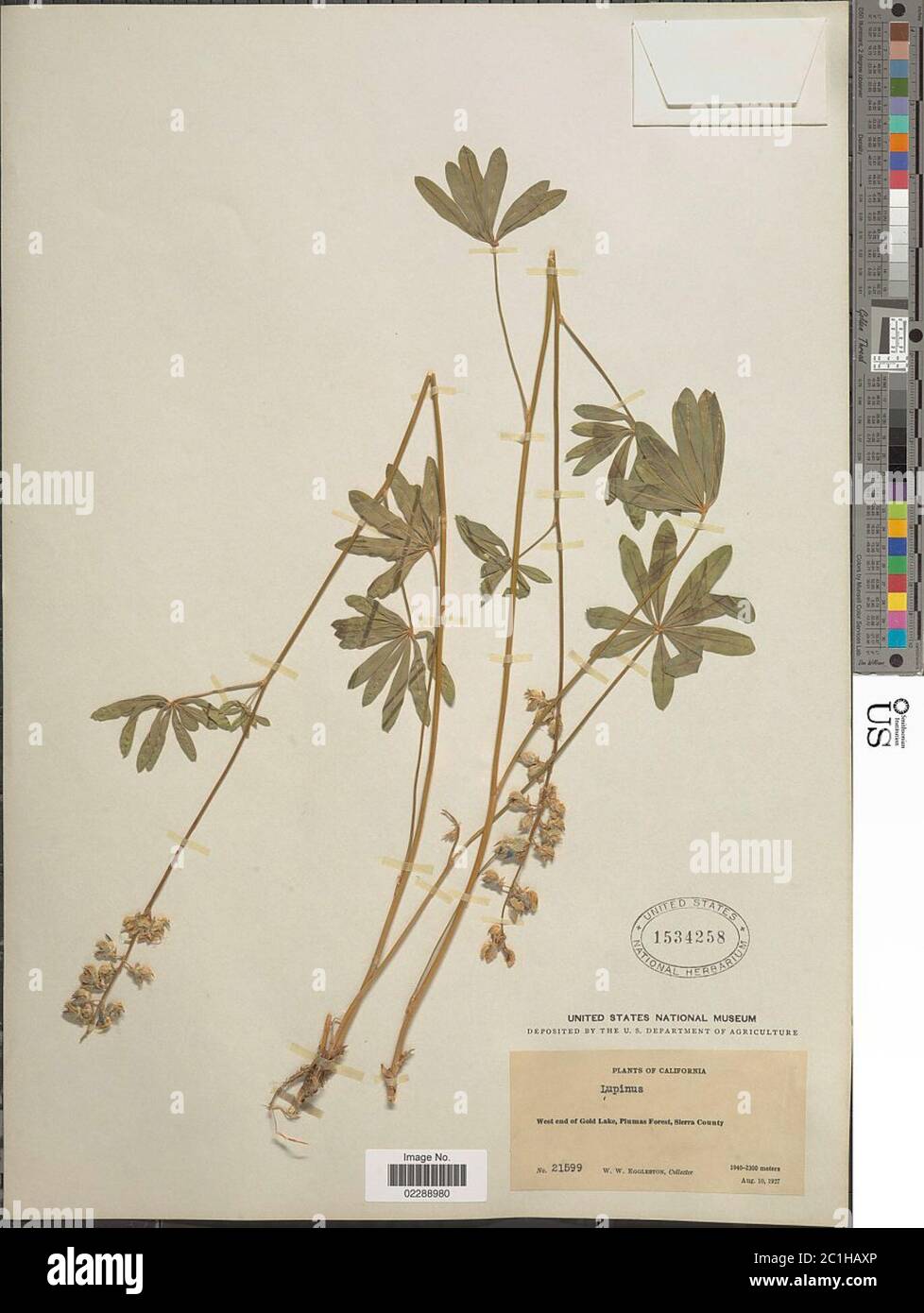 Lupinus sp Lupinus sp Stock Photo - Alamy