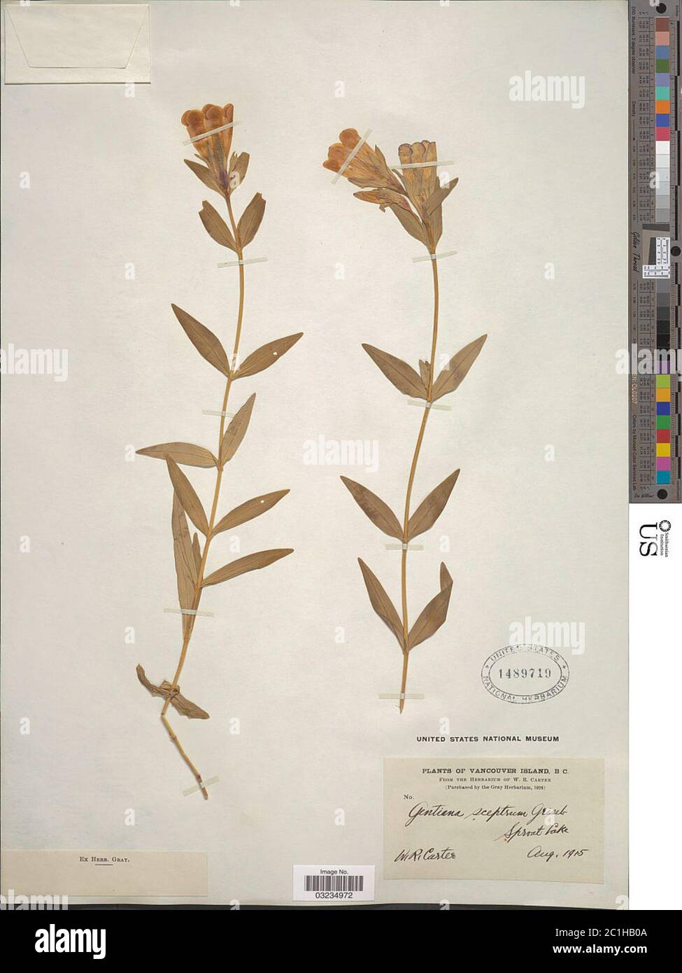 Gentiana sceptrum Griseb Gentiana sceptrum Griseb Stock Photo - Alamy
