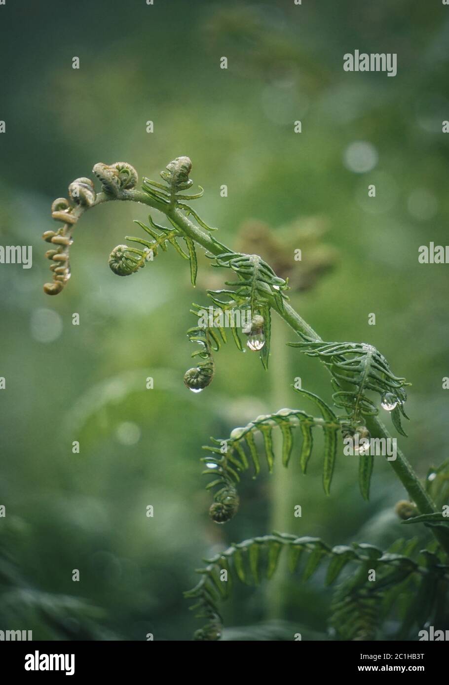 Green fern texture hi-res stock photography and images - Alamy