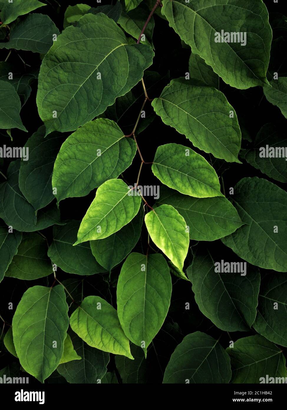 green plant leaves texture in the garden Stock Photo - Alamy