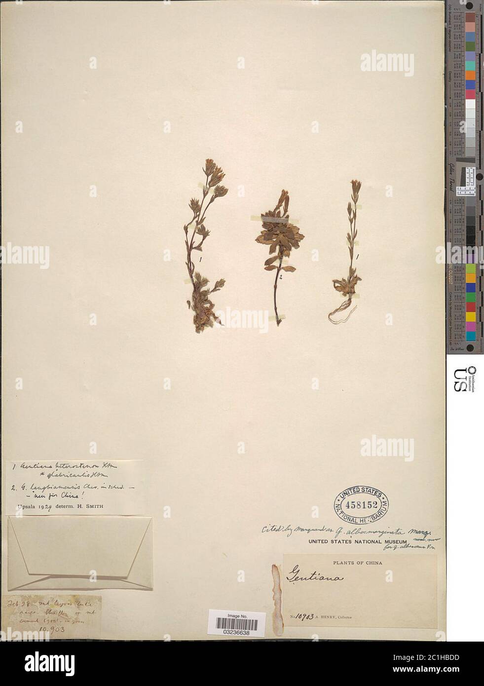 Gentiana heterostemon Harry Sm Gentiana heterostemon Harry Sm Stock ...