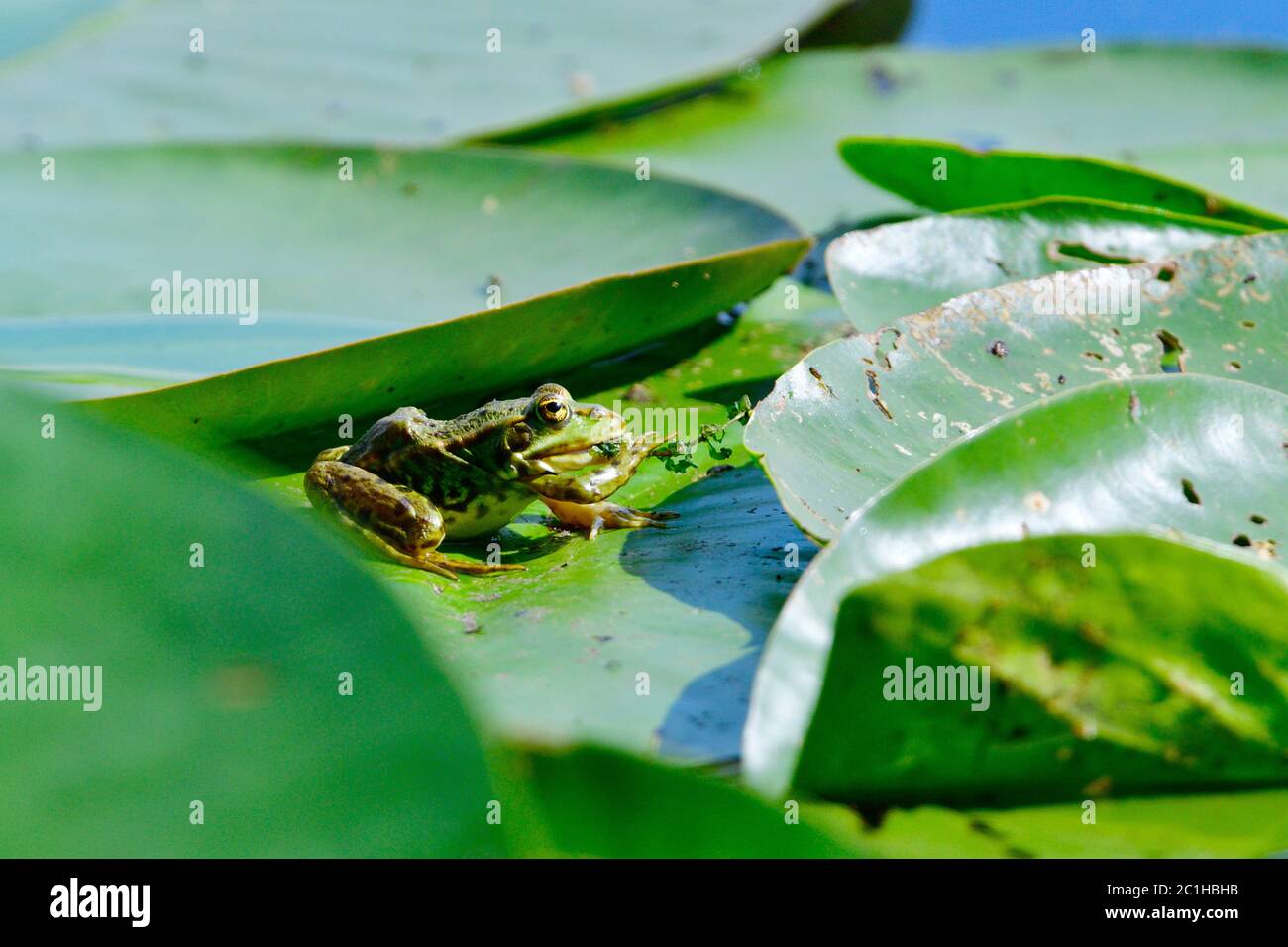 Edible frog hi-res stock photography and images - Alamy