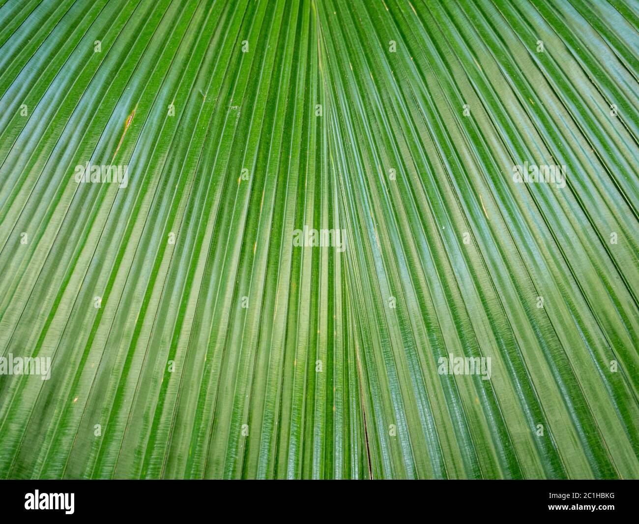 Green background template palm tree Stock Photo - Alamy