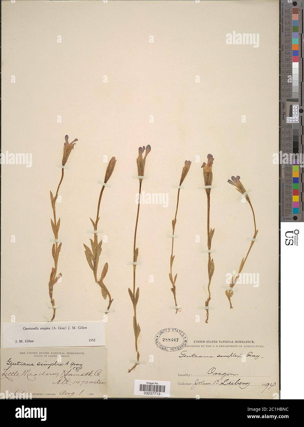 Gentianella simplex A Gray JM Gillett Gentianella simplex A Gray JM ...