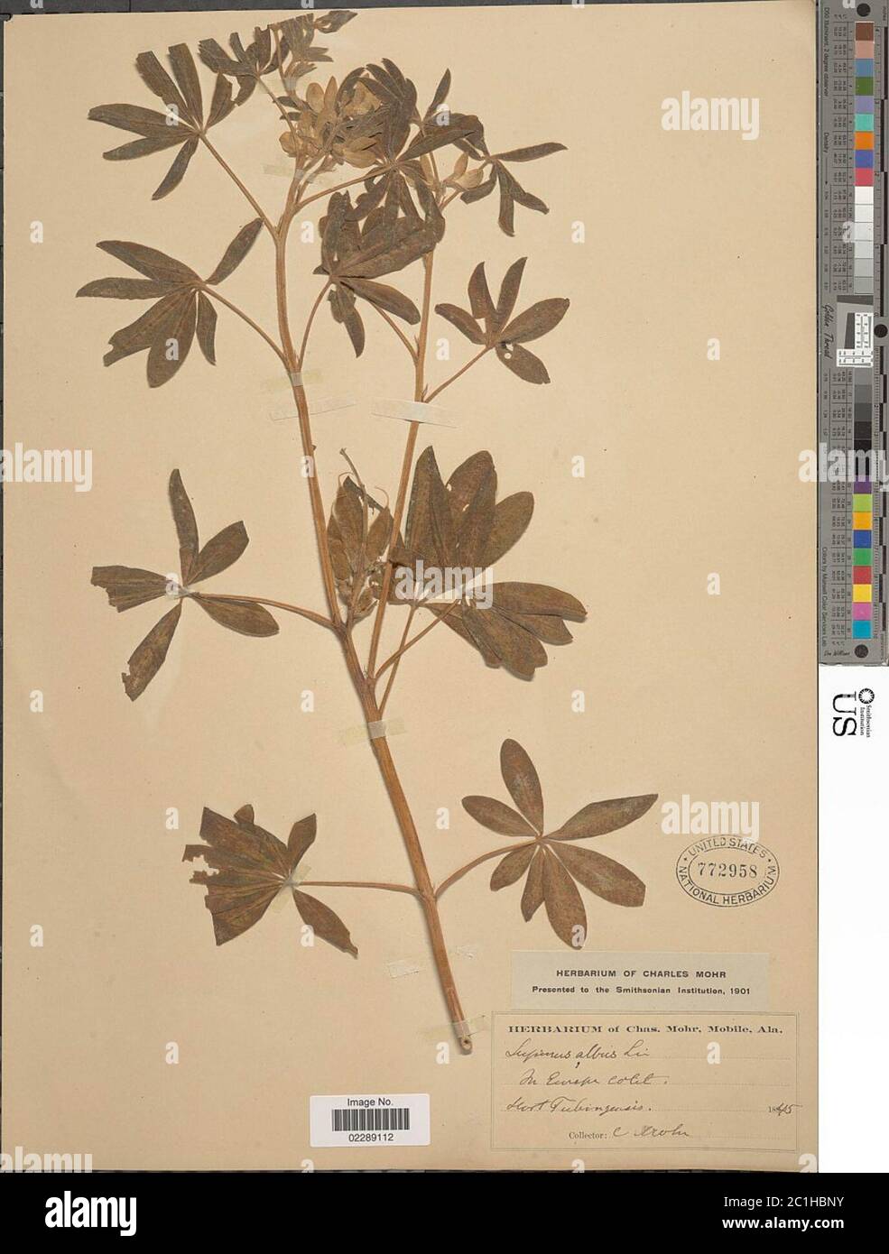 Lupinus sp Lupinus sp Stock Photo - Alamy